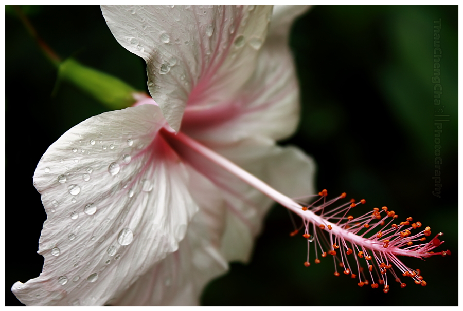 ThauChengCha'S||PhotoGraphy: My Home Town, Kampur