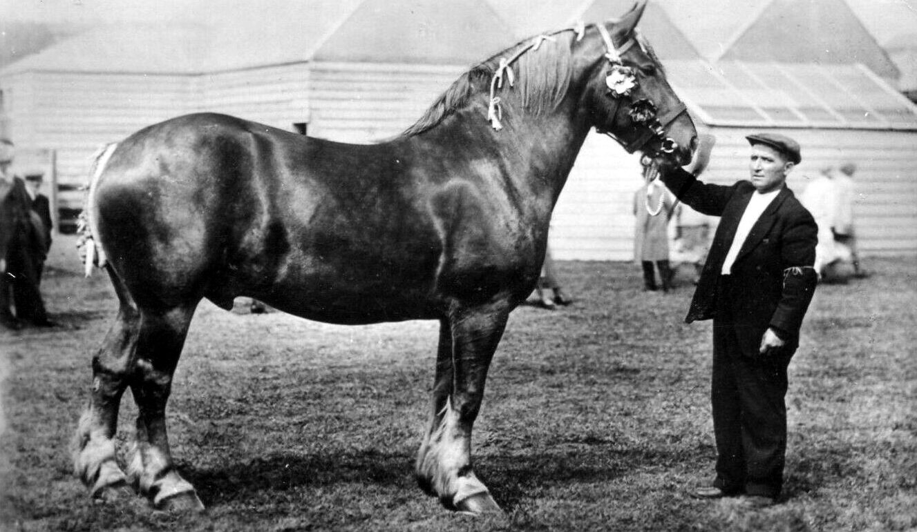 Tour Scotland: Old Photograph Champion Horse Rob Roy Highland Show Show ...