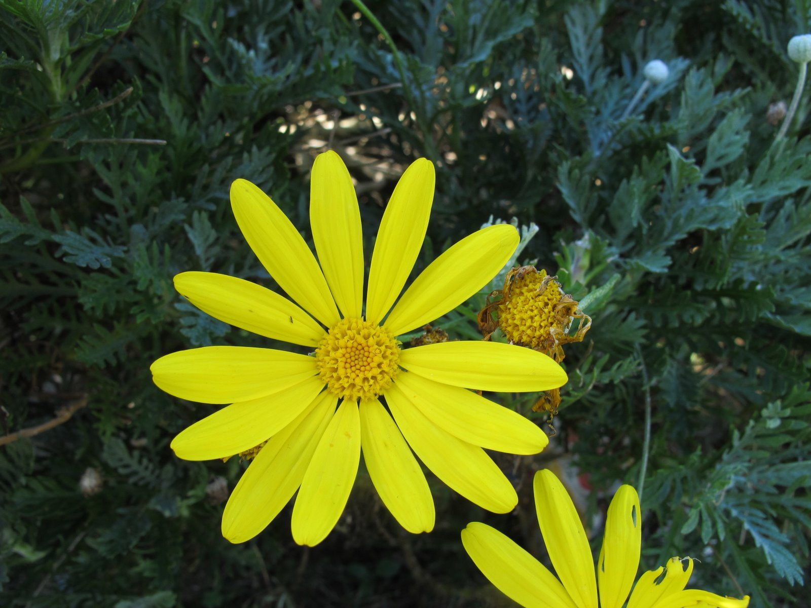 AMICI DEI FUNGHI E DELLA NATURA: Euryops pectinatus Cass.- Asteraceae ...