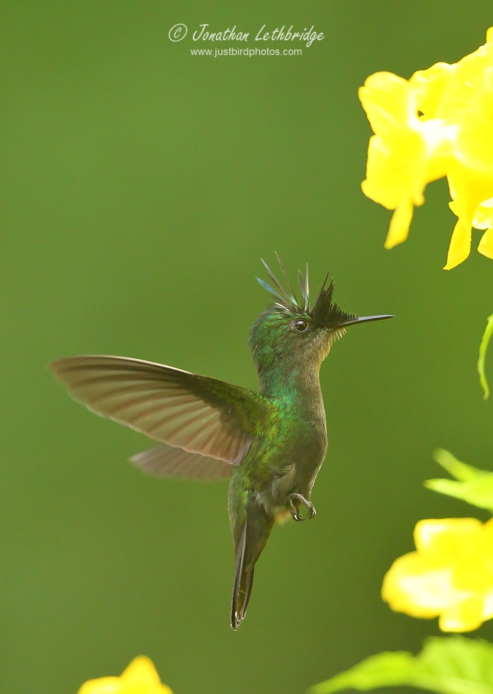 Wanstead Birder: St Lucia Hummingbirds