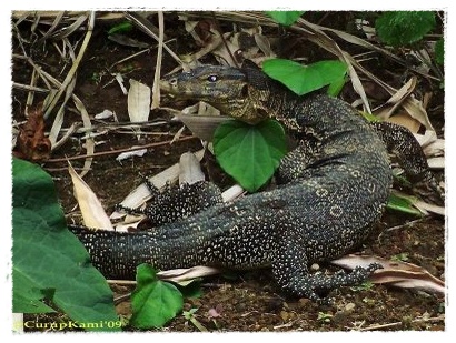 Gambar Biawak | Dunia Binatang