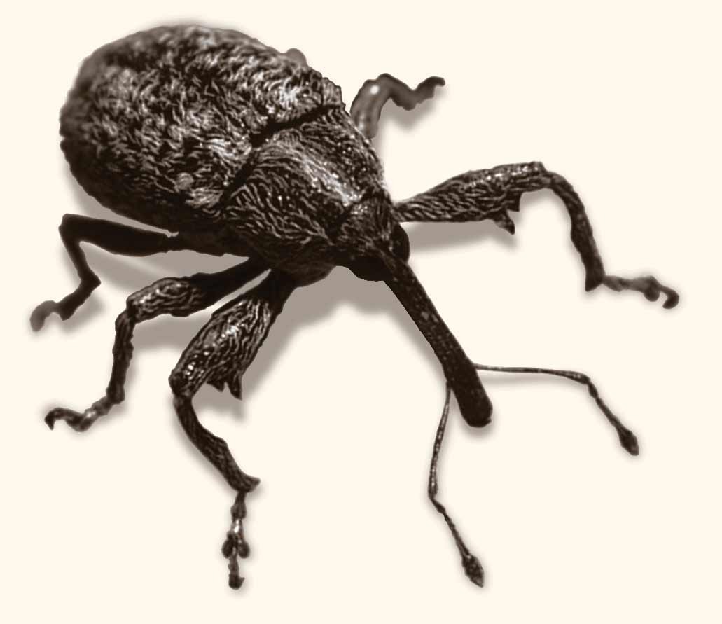 Dispatches from the LP-OP: 100-year-old news highlights from The Wilcox ...