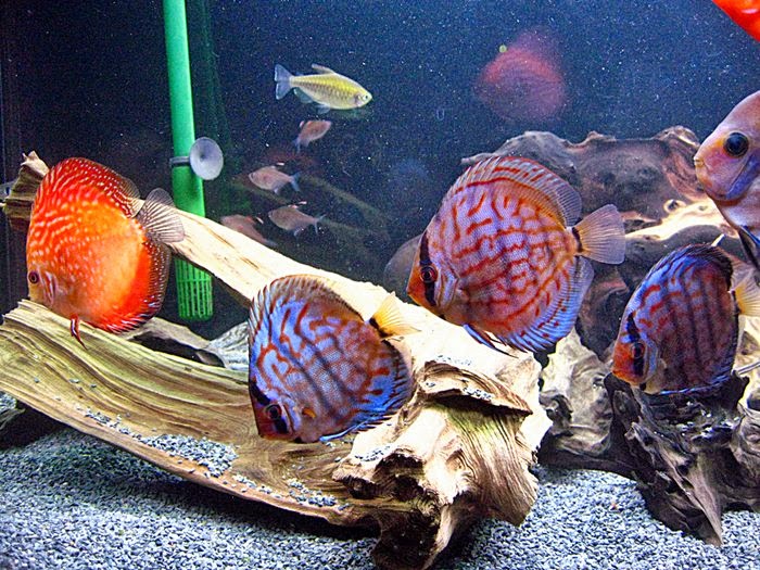 Tips Jitu Memelihara Ikan Discus Bagi Pemula - Akuarium Ikan Hias