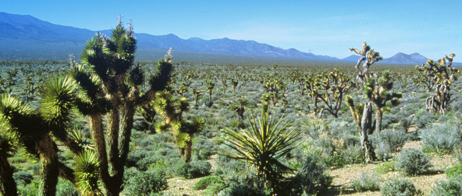 Alternativas para Cuidar el Medio Ambiente: SIXTO J. INCHÁUSTEGUI: “RD ...