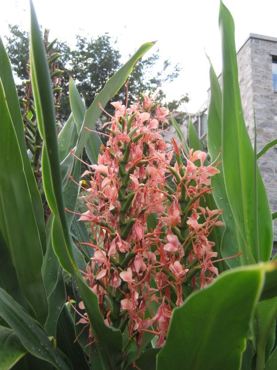 Future Plants by Randy Stewart: Hedychium - Ginger
