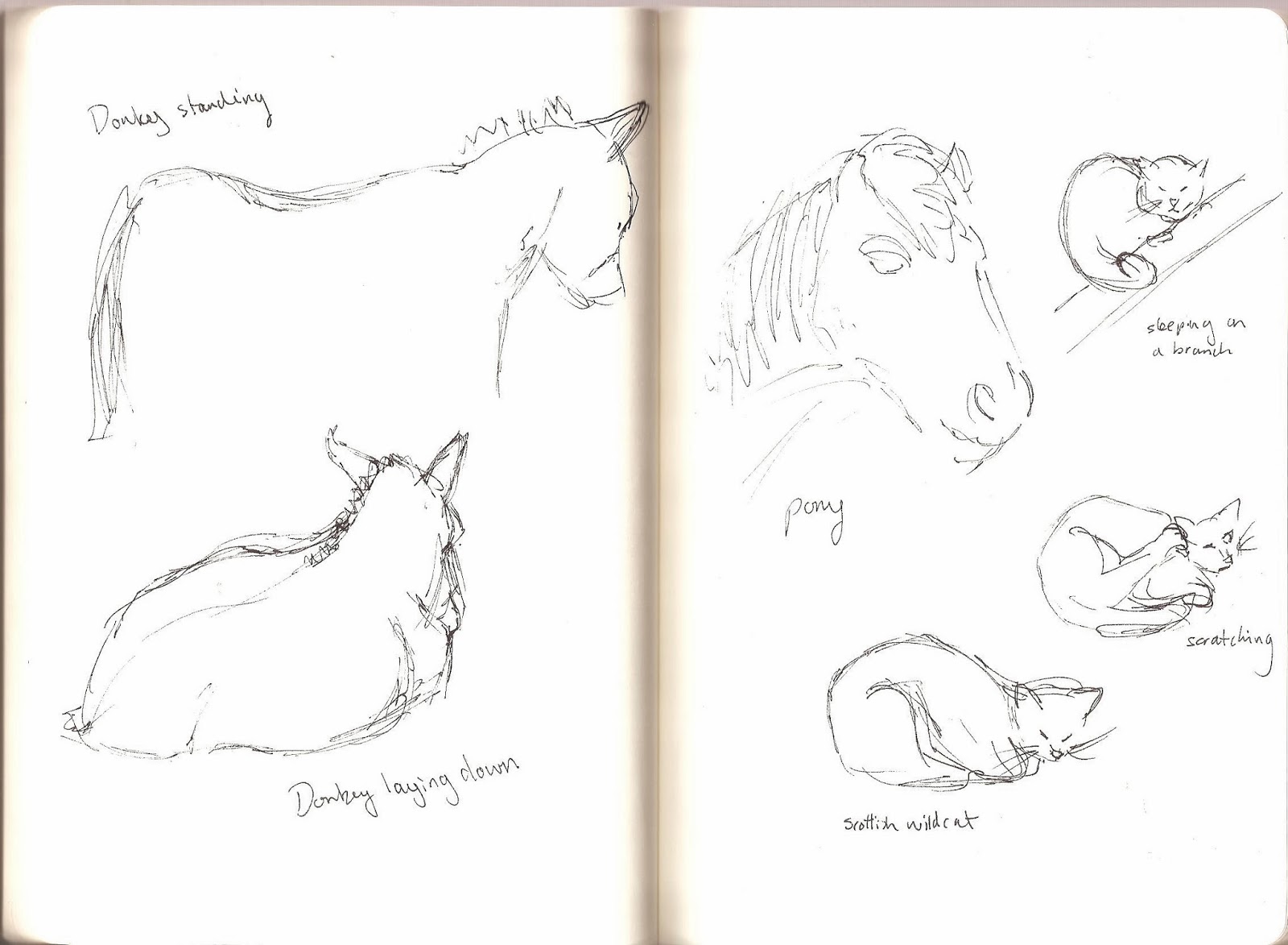 Lilly Durrant - Art and Animation Blog: Observational Drawing - Animals 2