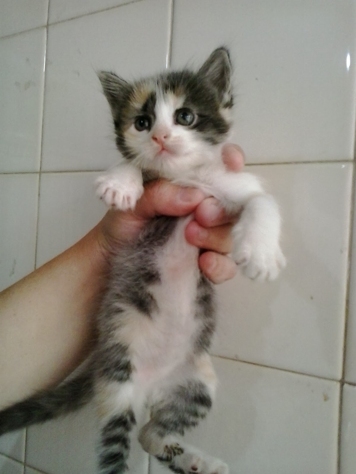 Amigo do Bicho: Filhotes de gato para adoção! ADOTADOS!