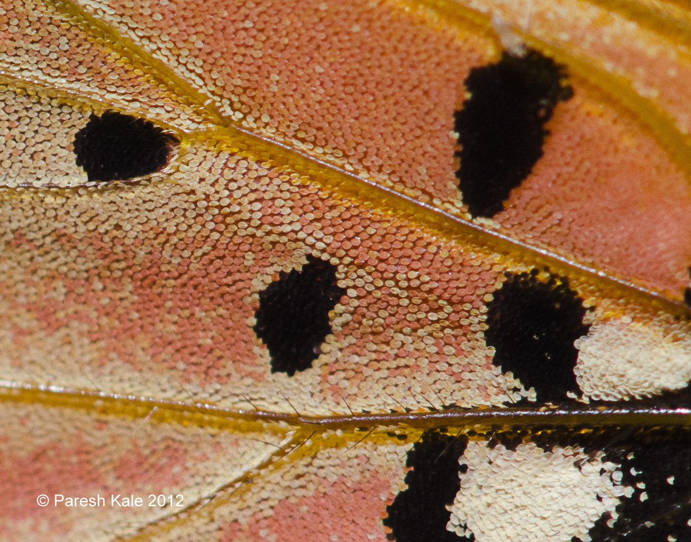 रुबाई - Rubaai: Scales of a butterfly