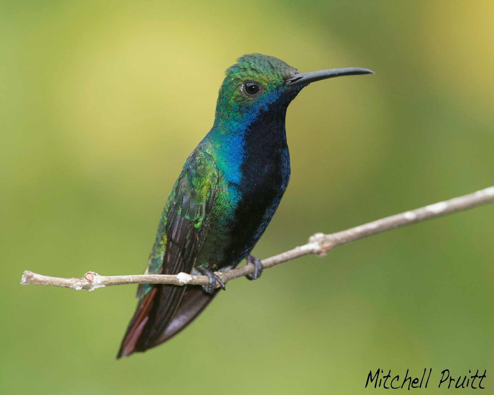 The Great Outdoors(man): The Land of the Hummingbirds, Trinidad and Tobago