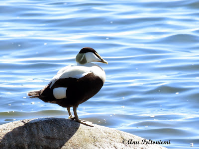 Lintuilua - Birding: Haahka