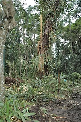 BunyipCo: Cyclone Yasi; The Aftermath