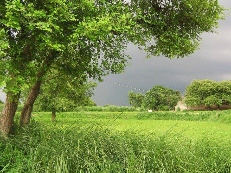 Greenery of Punjab HD Wallpapers - Latest Pakistani Pictures, Videos