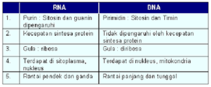 Perbedaan Rna Dan Dna Pada Badan Makhluk Hidup