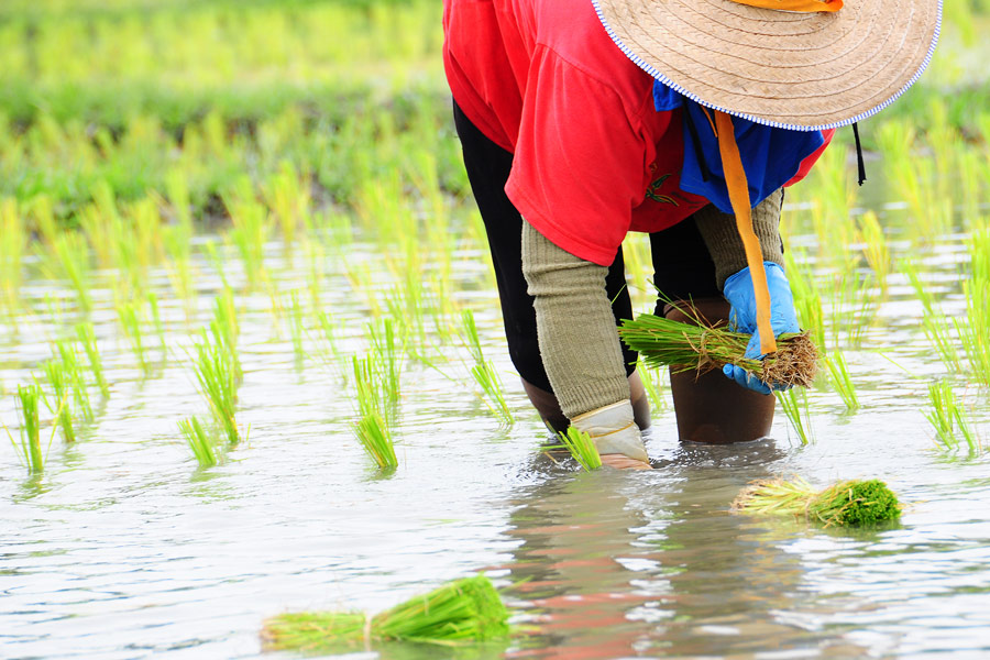 การทำนากับคนไทย