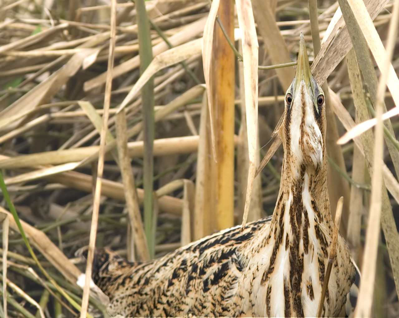 11Science: De roerdomp in beeld