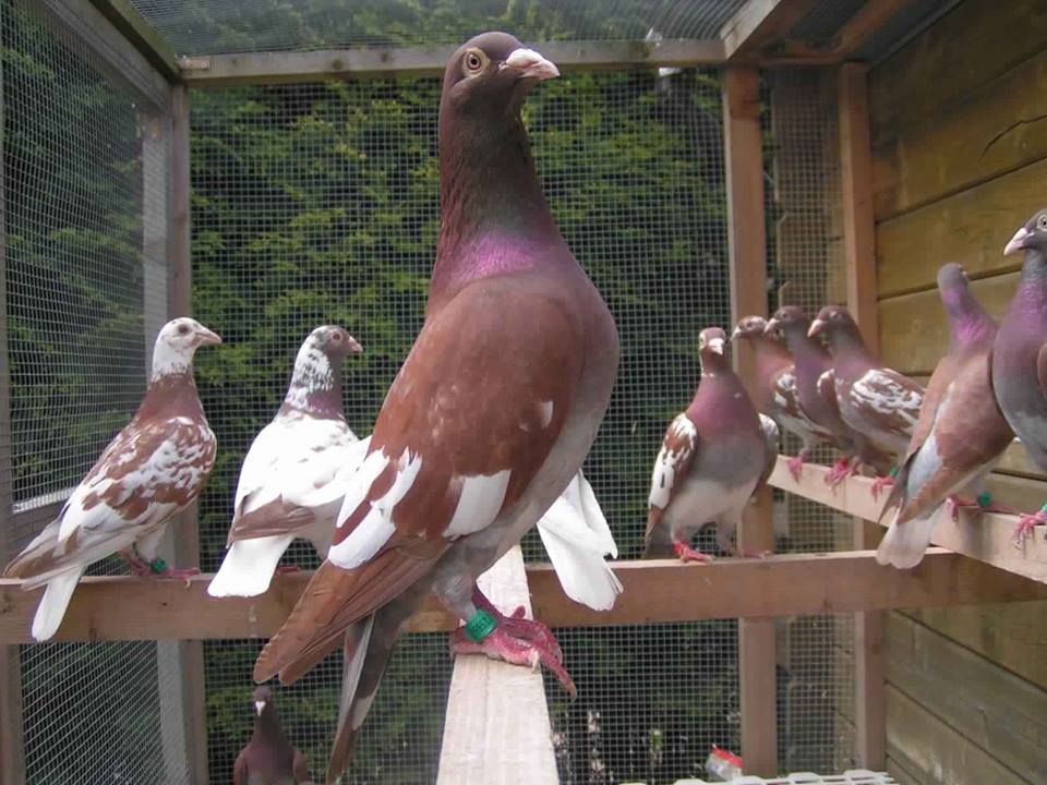 historia del sufrimiento campeón { karl meulemans } | National ...