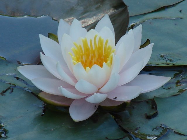 REIKI MASTER GALICIA Comunidad: FLOR DE LOTO