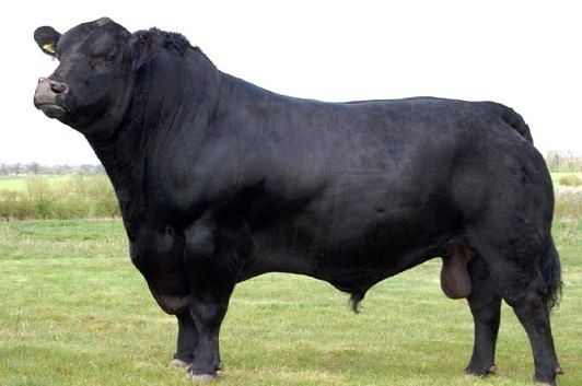 TIRAKAT MANDIRI: Macam-macam sapi potong