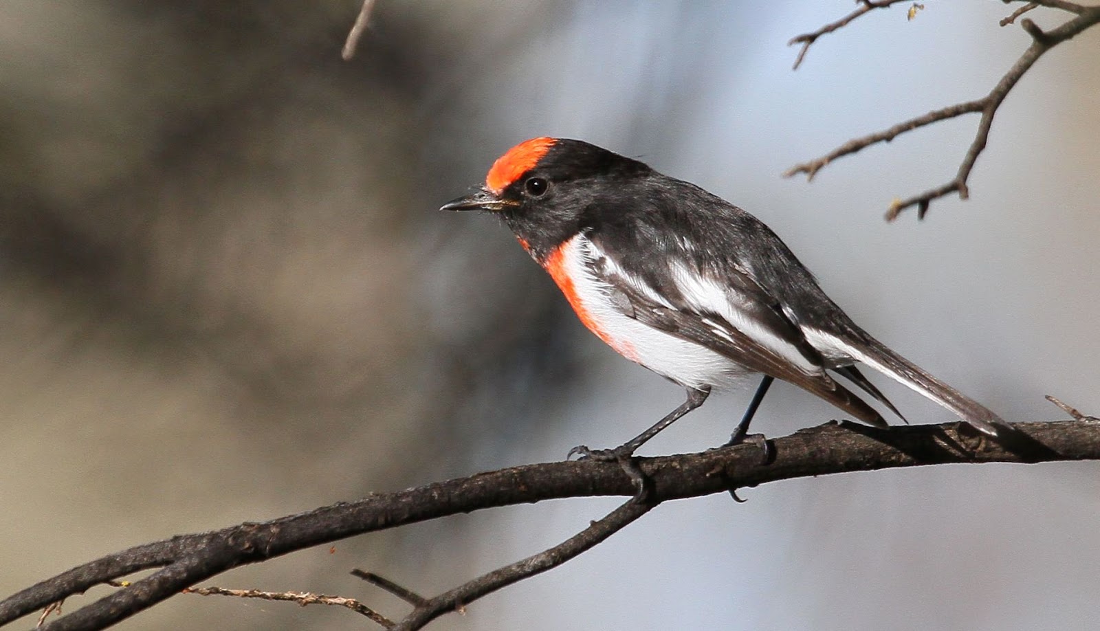 Richard Waring's Birds of Australia: Hooded and Red-capped Robin photos