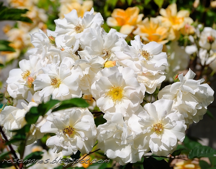 A Rose is a Rose...: Some Spring Roses