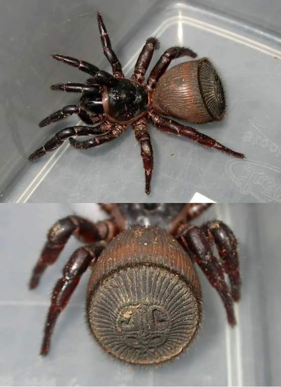 Nag on the Lake: The Trapdoor Spider