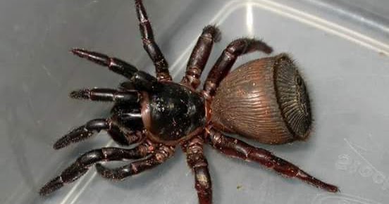 Nag on the Lake: The Trapdoor Spider
