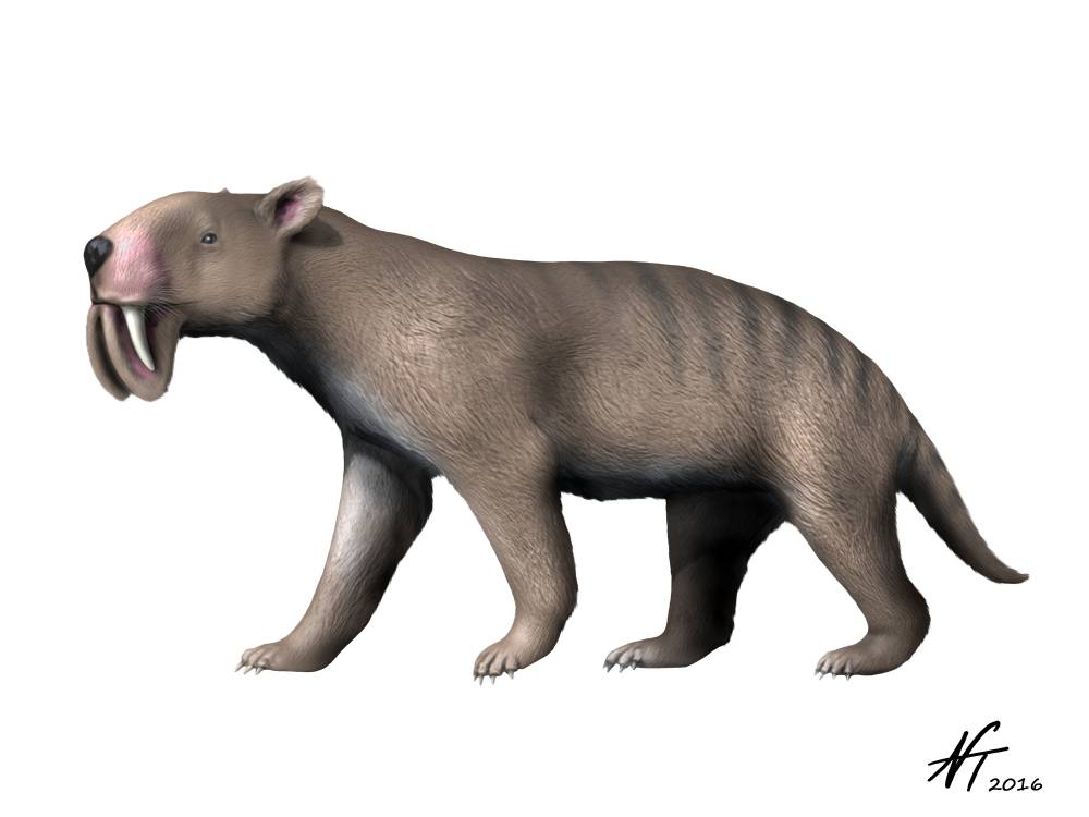 Thylacosmilus