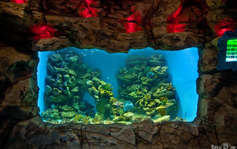 News Dumper: In Moscow, opened its first aquarium