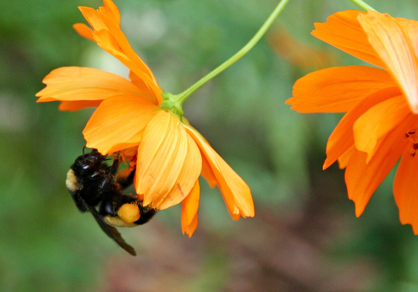 Room Without Walls: Bumbling