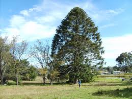 Bunya-bunya (Araucaria bidwillii) - Frutas del mundo