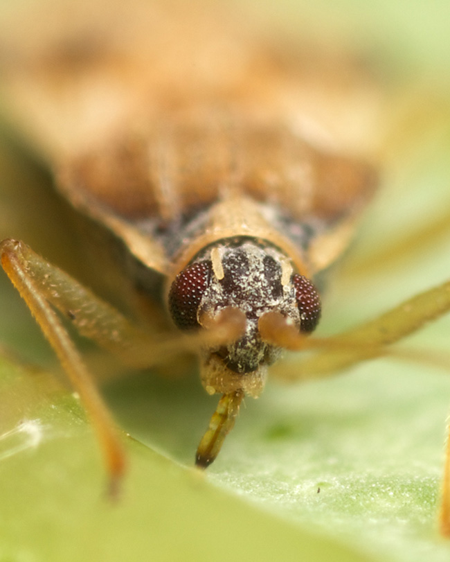 ムシをデザインしたのはダレ？: ヤナギグンバイ