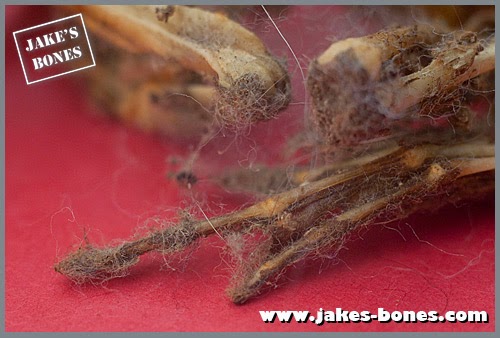 The incredible frog skeleton : Jake's Bones