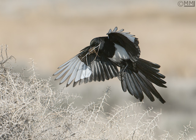 Birding Is Fun!: So ya think ya want to be a Bird Photographer?