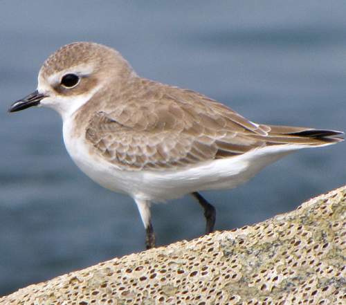 Kentish plover photos | Birds of India | Bird World