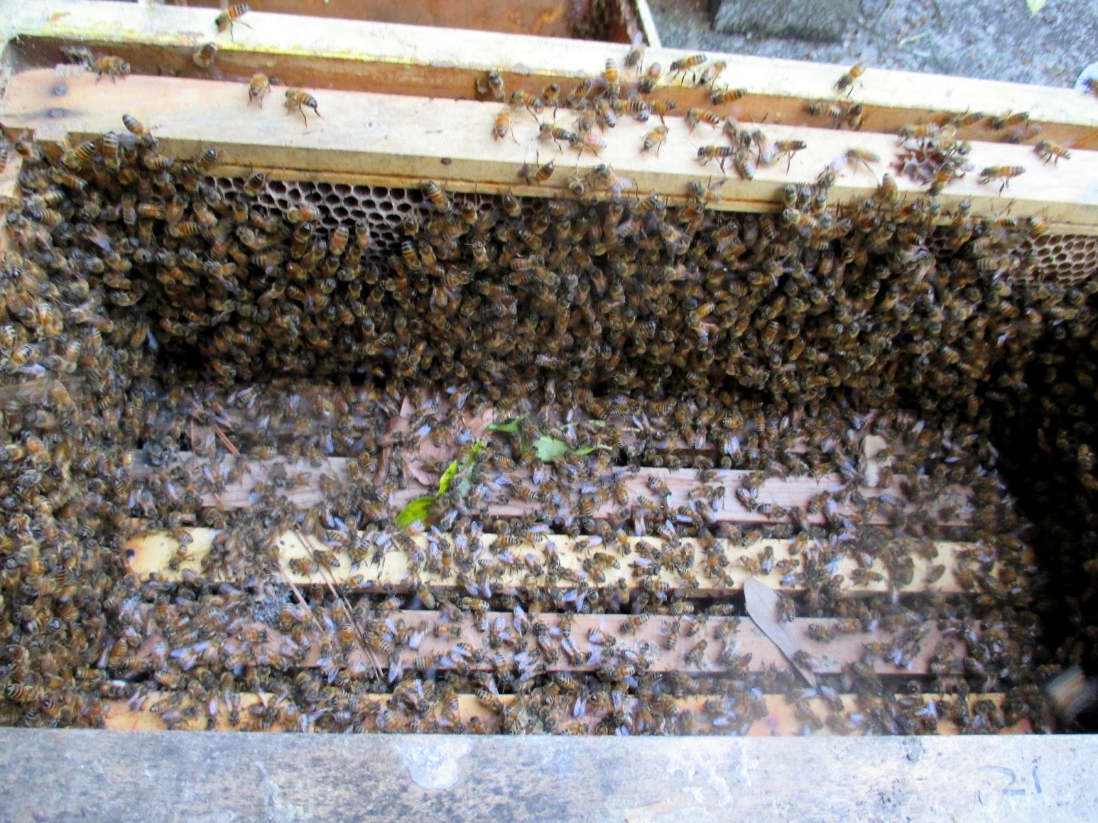 Linda's Bees: Installing the Tom Swarm