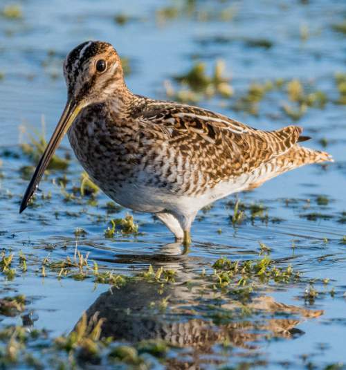 Pintail snipe photos | Birds of India | Bird World