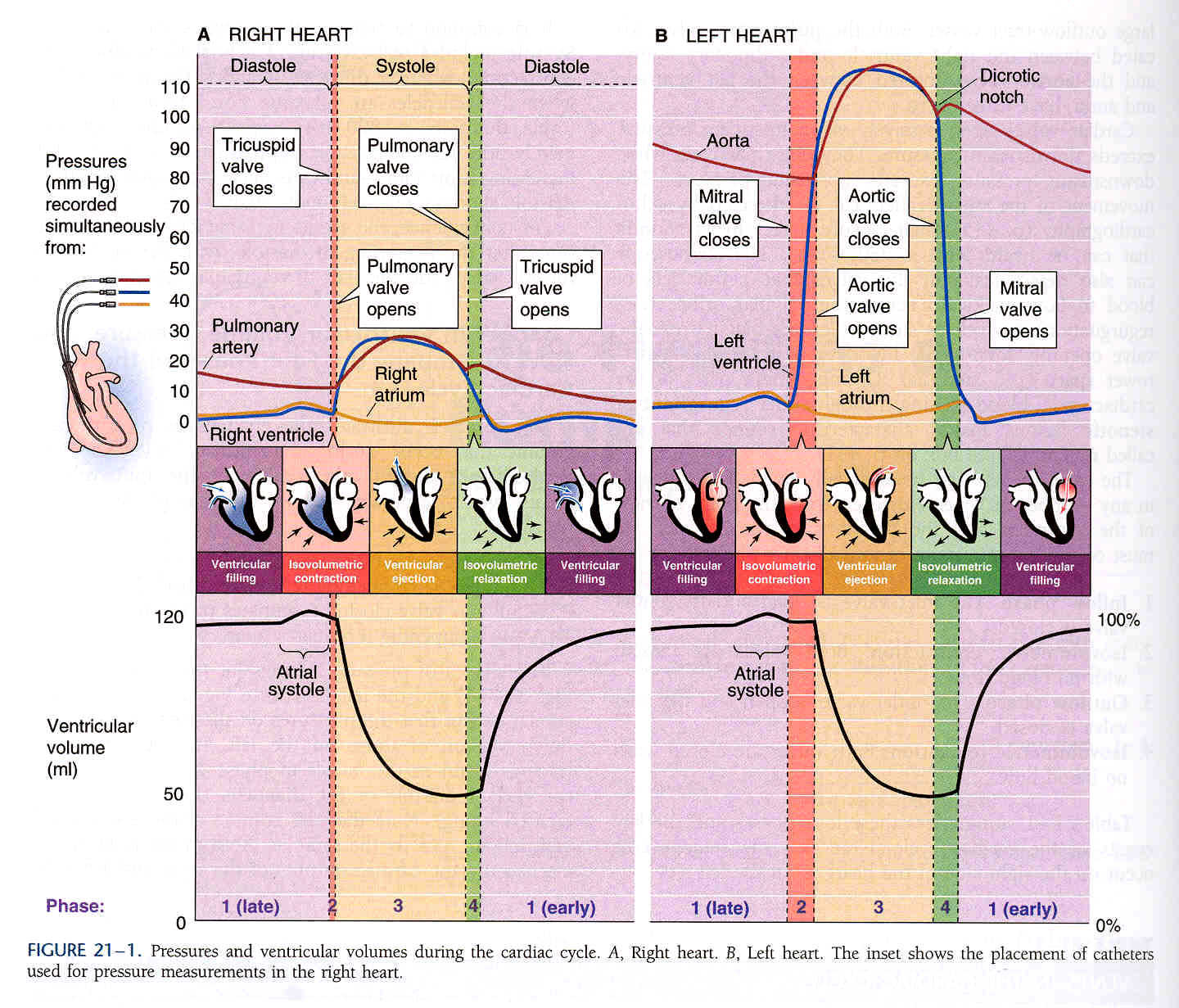 Fisiología - Alan Meneses Juárez - Grupo IV-5: EL CICLO CARDIACO