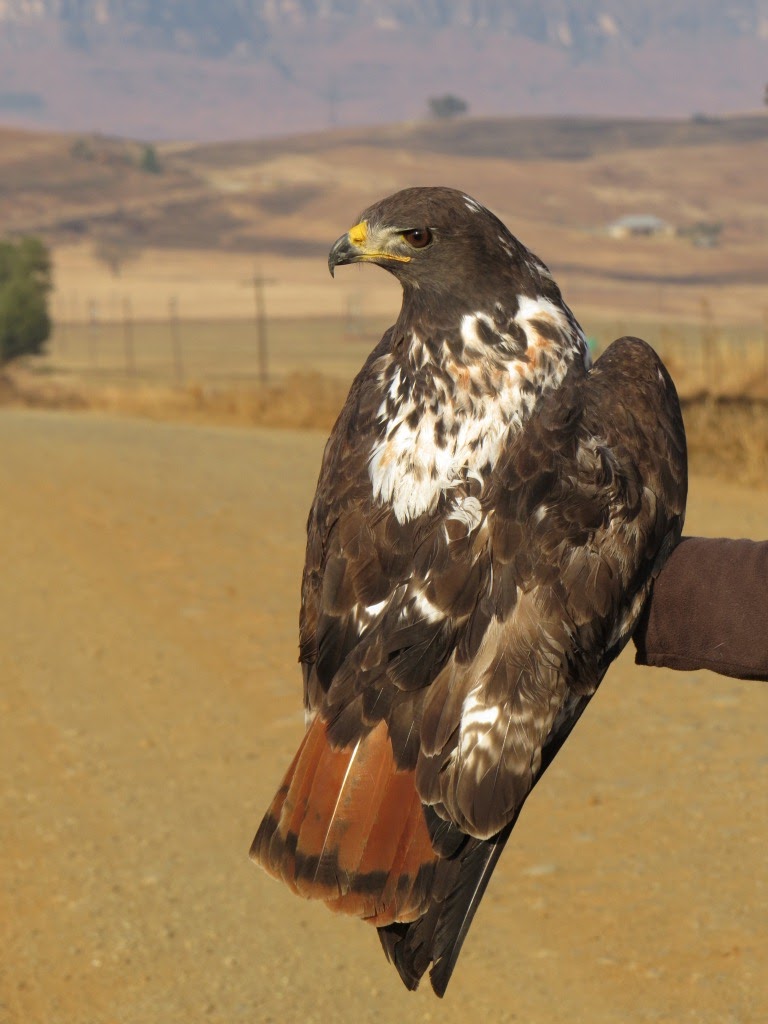 Crowned Eagle Research in KwaZulu-Natal: A Jackal Buzzard