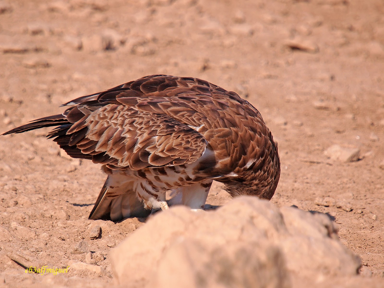 MIS AMIGAS LAS AVES: Aguila culebrera europea (Circaetus gallicus)