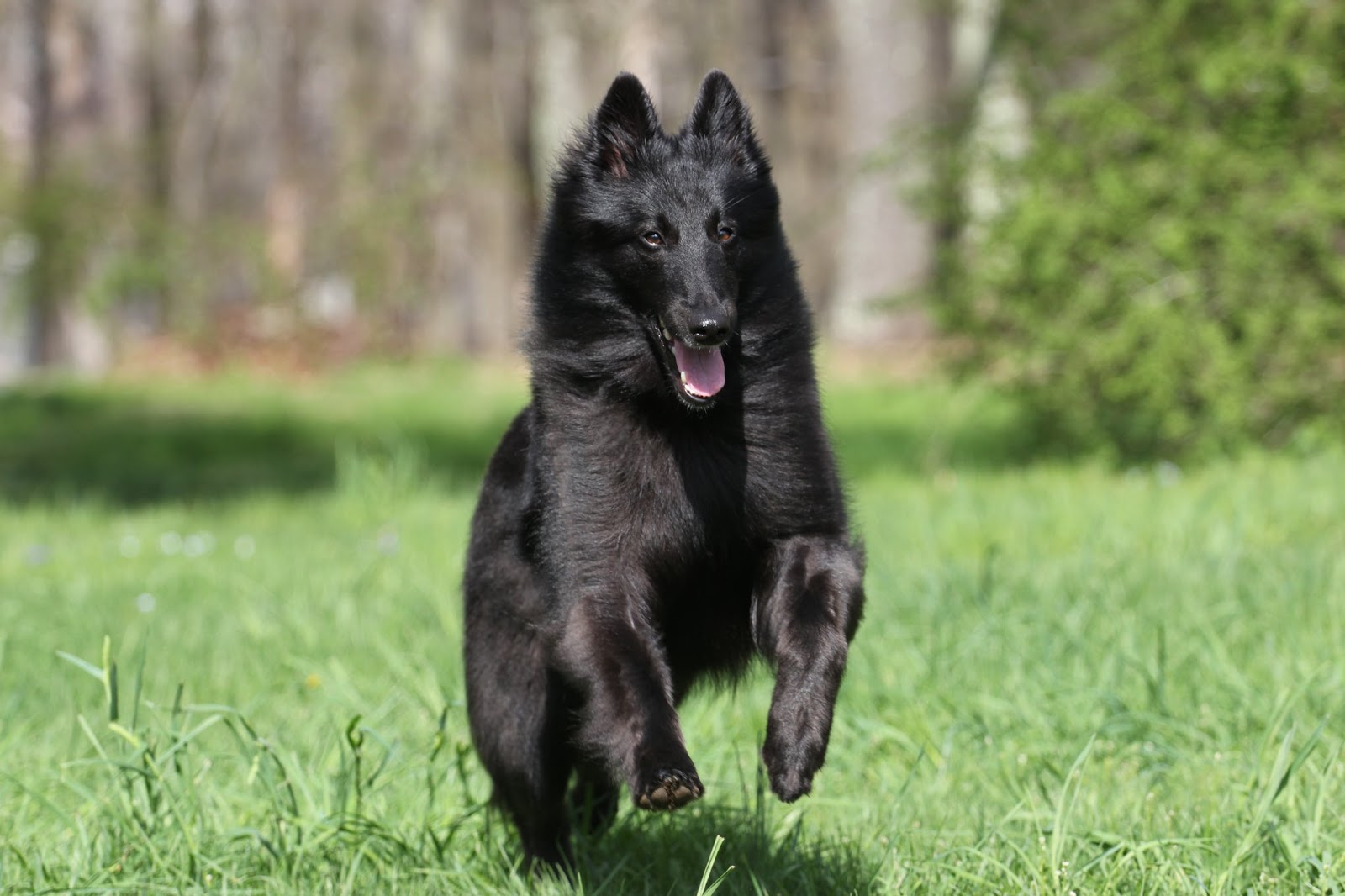 dog side stories: Groenendael / Belgian Shepherd Dog ( Γκρένενταελ ...