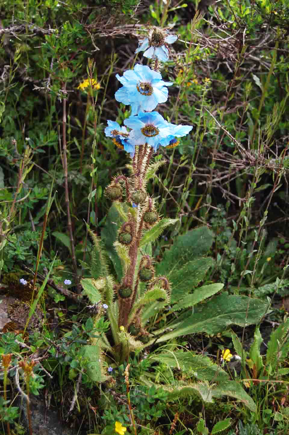 Meconopsis World - A Visual Reference: Meconopsis racemosa - Photos In ...