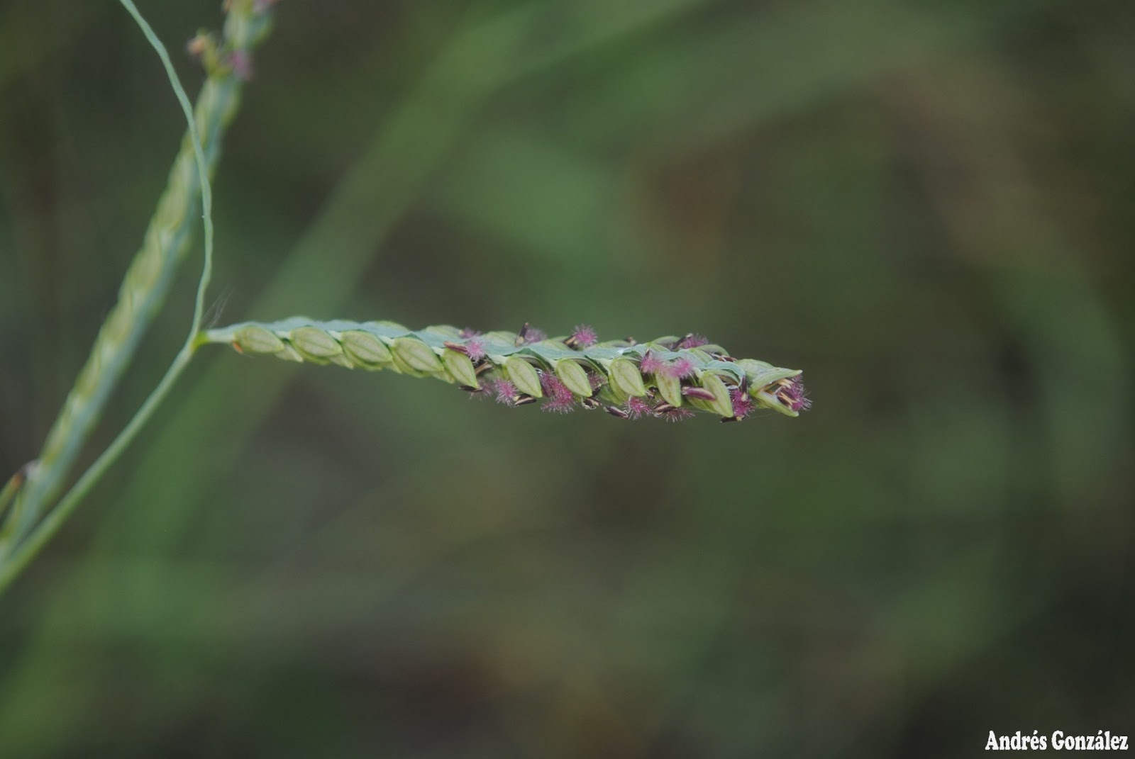 FOTOS DE FLORA NATIVA Y ADVENTICIAS DE URUGUAY : Paspalum lepton. Poaceae
