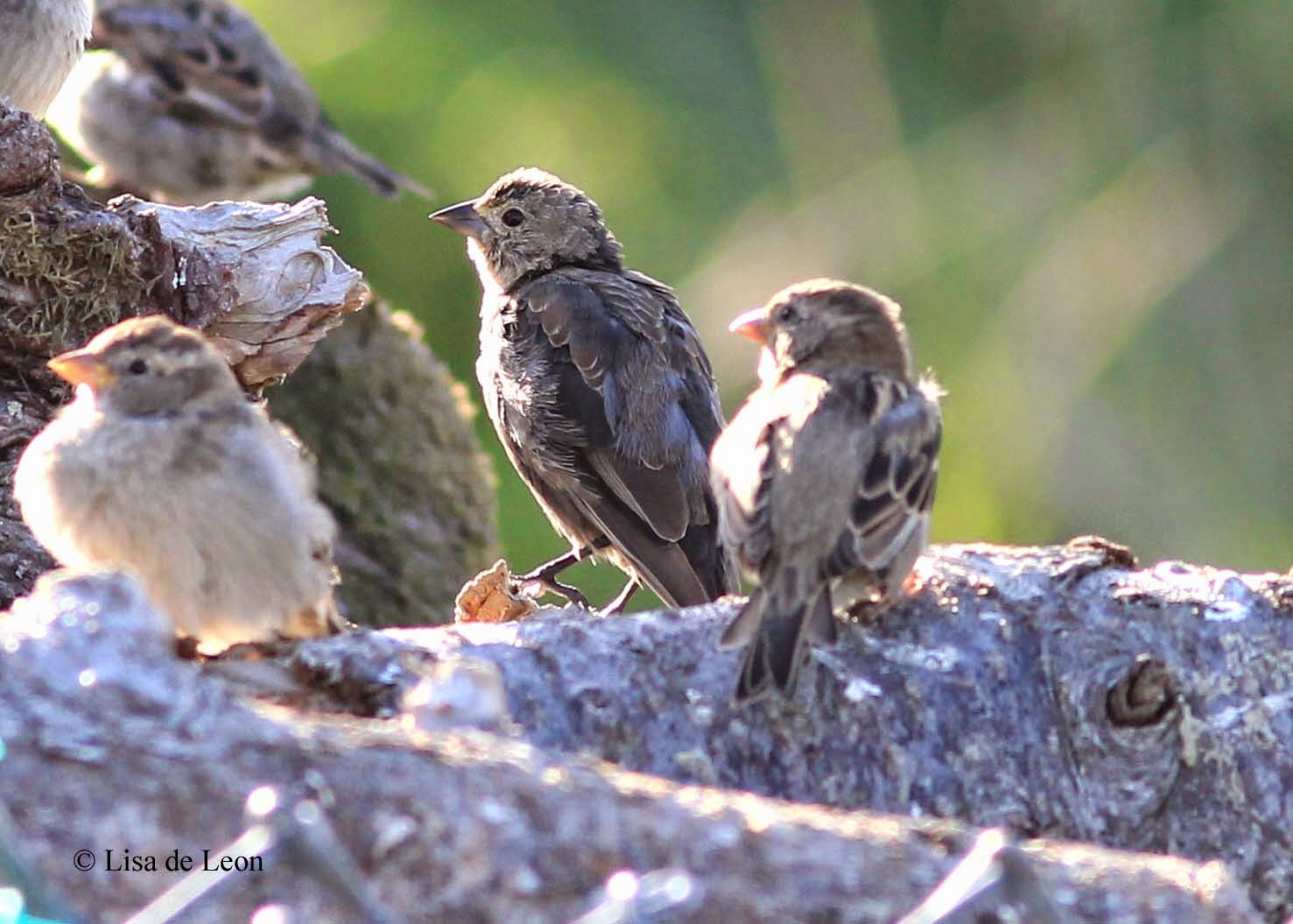 Birding with Lisa de Leon: Brown-headed Cowbird