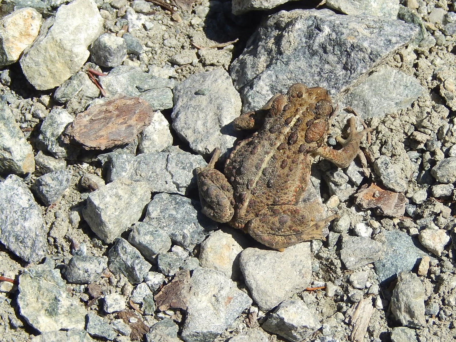 Powell River Books Blog: Coastal BC Animals: Western Toad