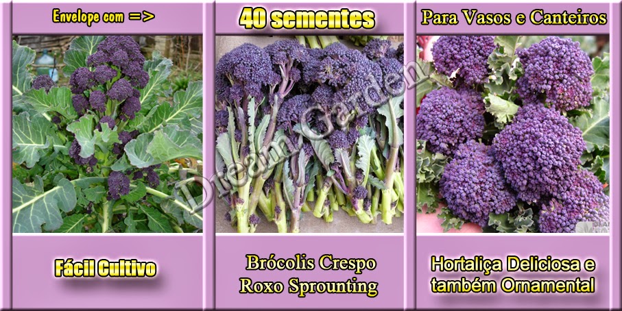 Brocolis Crespo Roxo Sprounting