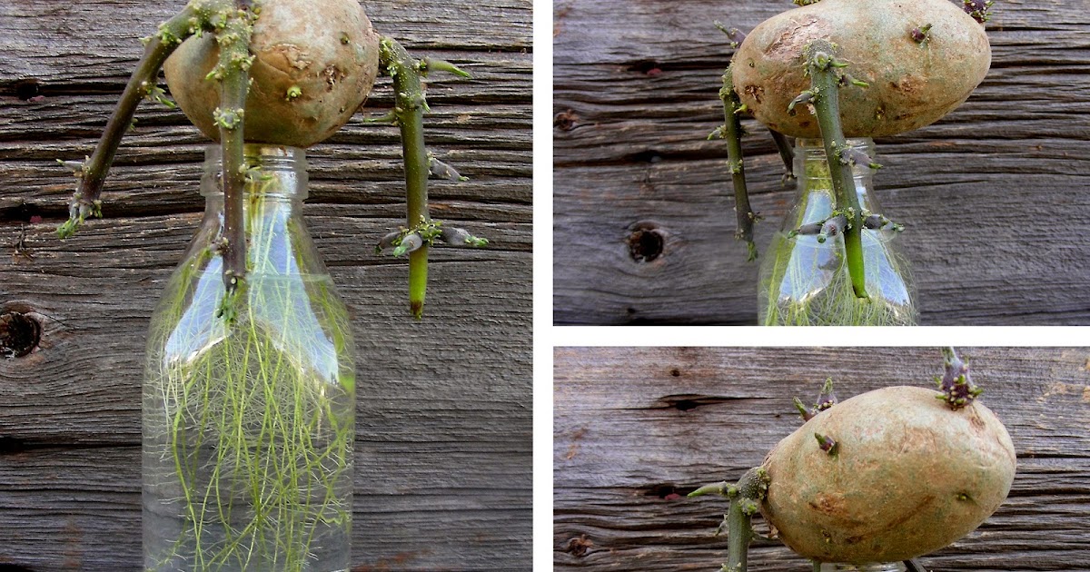 the birds and the bugs: An Interview with Rose Clancy