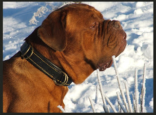 mastiff dogs Pictures