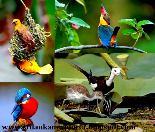 Bird Watching Paradise Kumana. ~ Sri Lankan Explorer