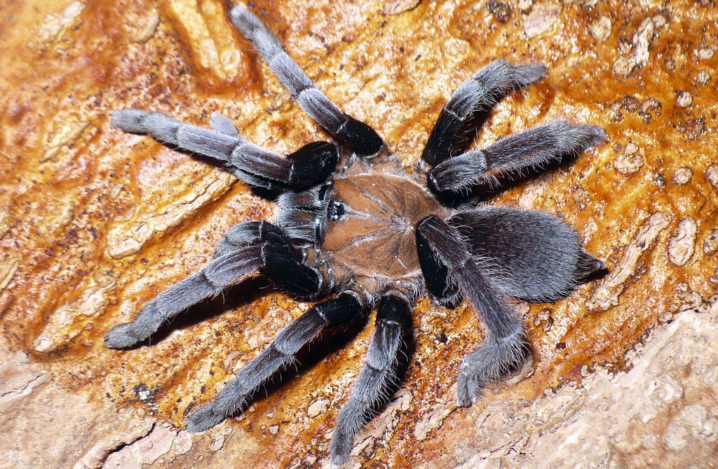 Orphnaecus ~ Dunia Tarantula