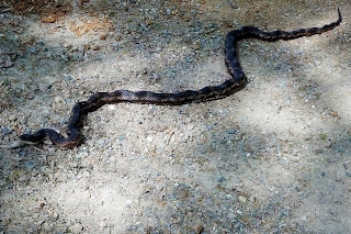 Nature Photography and Facts : Texas Rat Snake